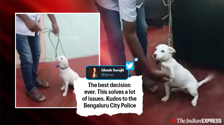 Watch: Bengaluru City Police adopts, trains stray indie dogs, earns ...