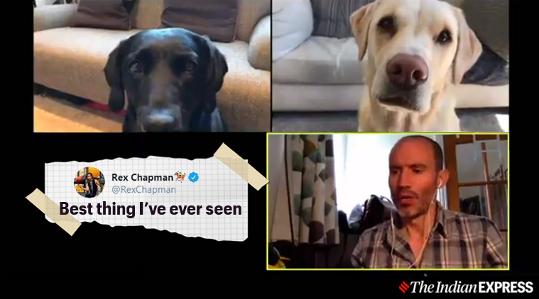 Watch: Man conducts Zoom call with pet dogs over their ‘performance ...