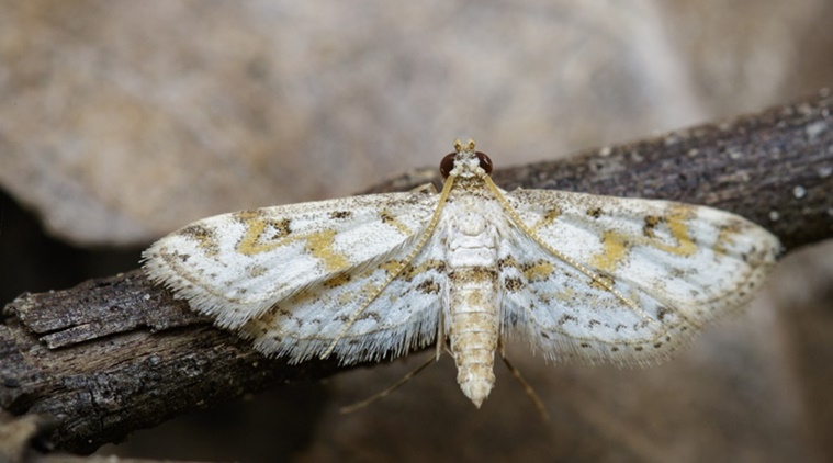 Maharashtra: New subspecies of Olepa moth discovered in state | India ...