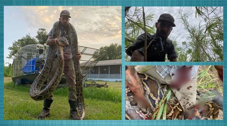 Viral Video: Snake hunter documents fight with 17-foot python ...