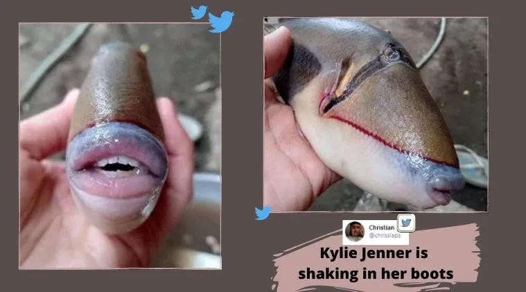 It’s fake: Expert says viral photo of fish with human-like teeth from ...