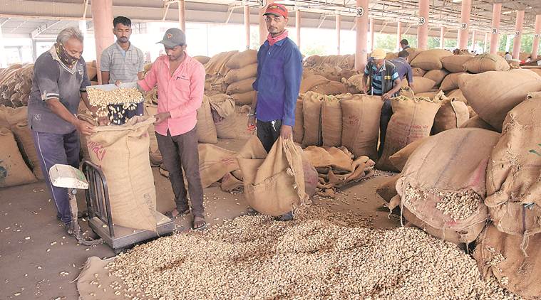 At India’s groundnut-cotton bowl, little excitement over Centre’s APMC ...