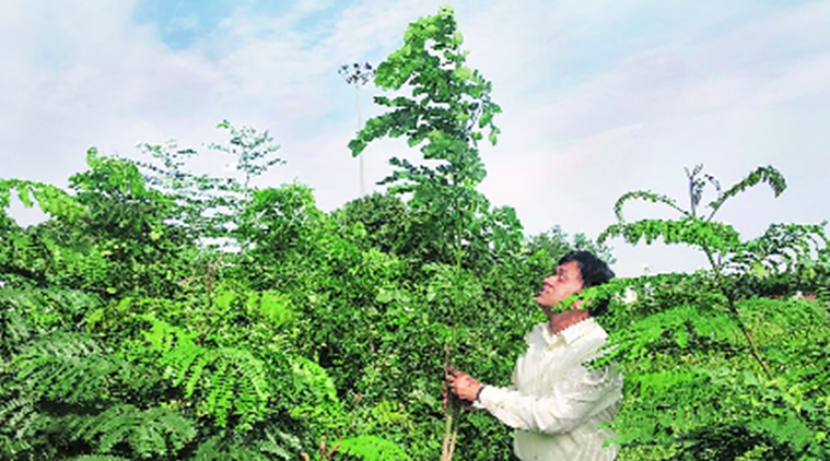 Kandla Special Economic Zone: 1.5 lakh trees to boost green cover ...