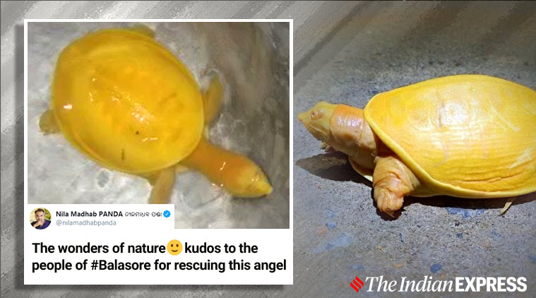 A rare yellow turtle rescued in Odisha’s Balasore is a sensation on ...