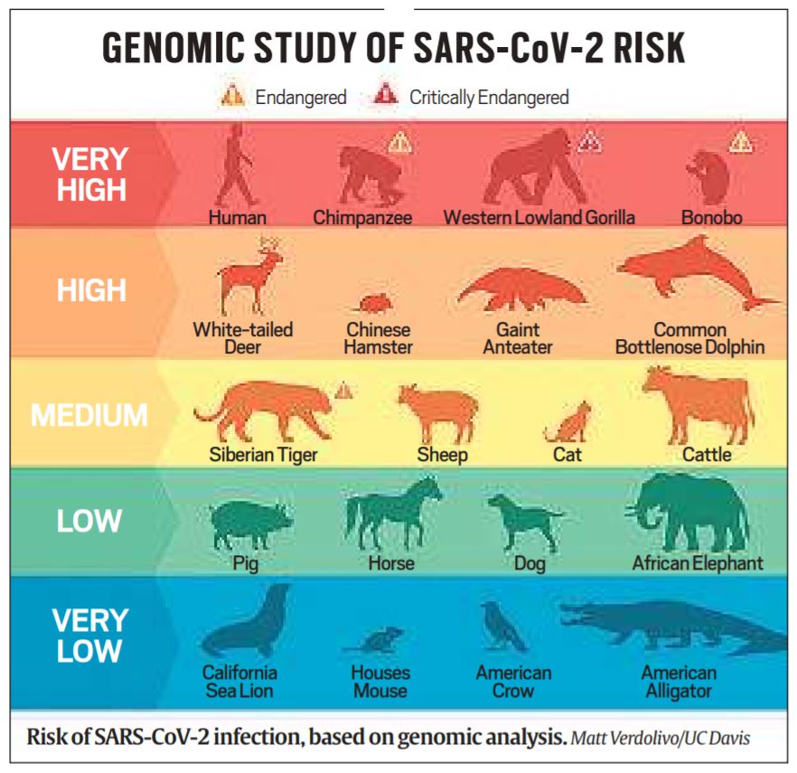 Explained: The coronavirus risk for animals, high or low | Explained ...