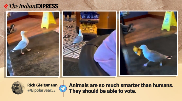 Seagull becomes social media sensation after getting caught on camera a ...