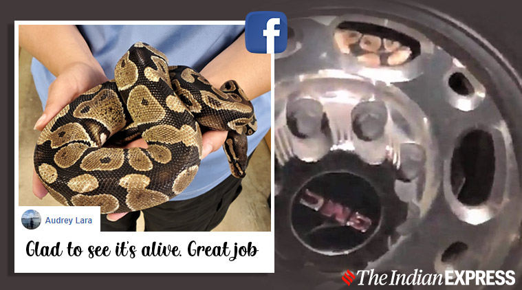 Police rescue 3-foot-long python from a woman’s car | Trending News ...