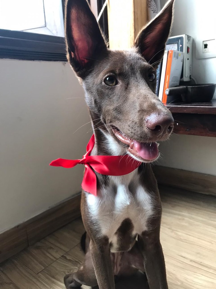 PM Modi bats for Indian dogs: Indie breeds intelligent, have strong ...