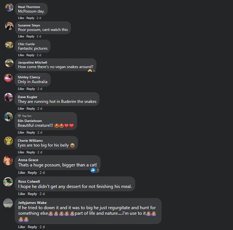 Pictures of python trying to devour possum go viral on social media ...