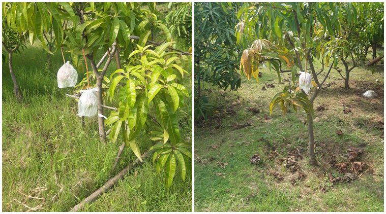 ‘It’s like jelly, melts in your mouth’: MP couple grows Miyazaki, world ...