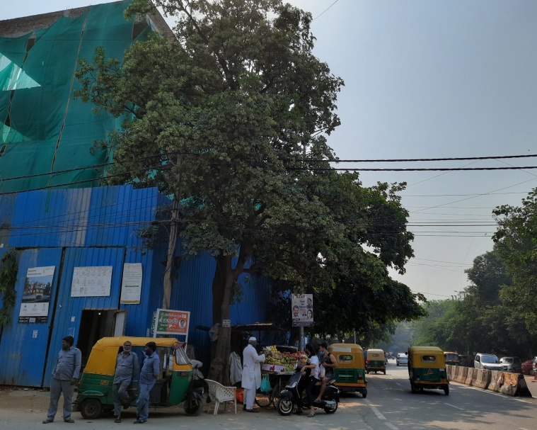 The hard-to-miss fragrant sentinel along Delhi’s roads around this time ...
