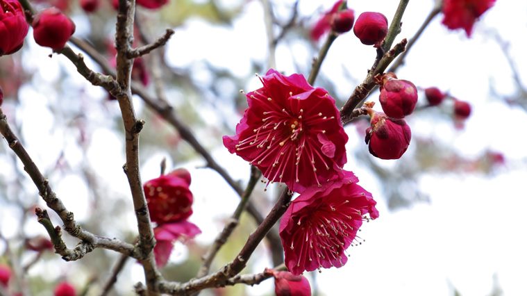 Ladakh’s Apricot Blossom Festival to enthrall tourists from April 13 ...