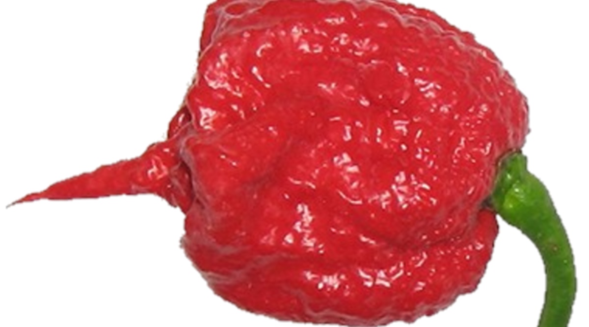 Man eats world’s hottest chilli Carolina Reaper to break Guinness ...