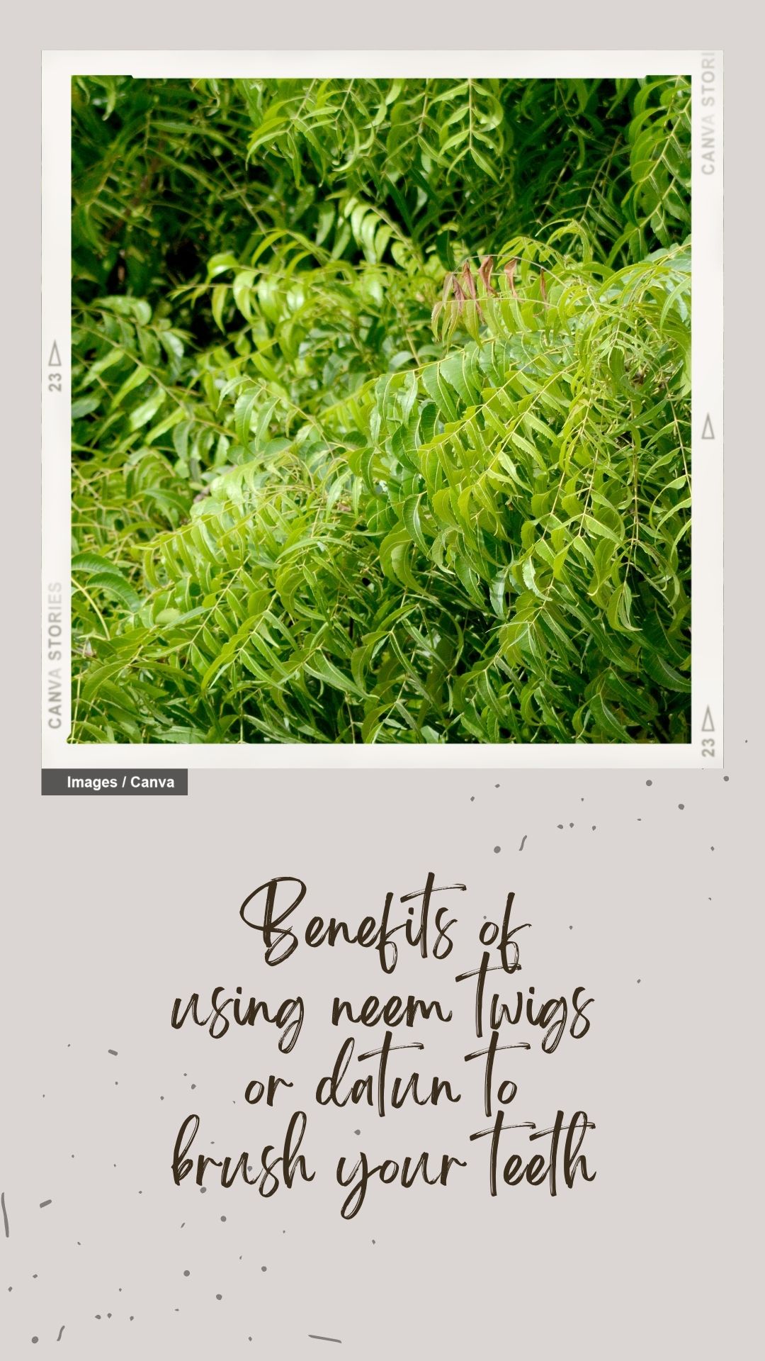 Benefits of using neem twigs or datun to brush your teeth | The Indian ...