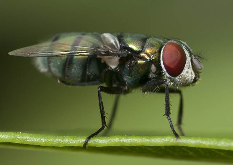 A science teacher explains: The world through the eyes of an insect ...