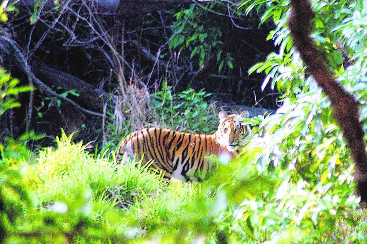 Explained: The story of Jim Corbett, the remarkable hunter-naturalist ...