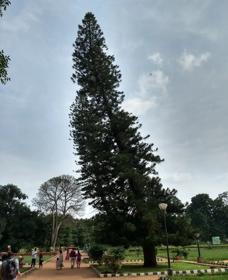 After 61 years, tree planted by Queen Elizabeth in Bengaluru stands 60 ...