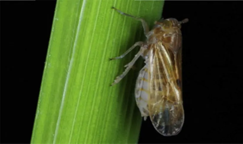 A Diwali regular, Bengal’s tiny leafhopper isn’t seen in big numbers anymore. Where have the ...