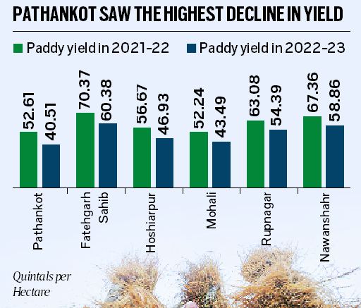 Paddy yield/ha dips 6kg in Punjab, show crop cutting experiments ...