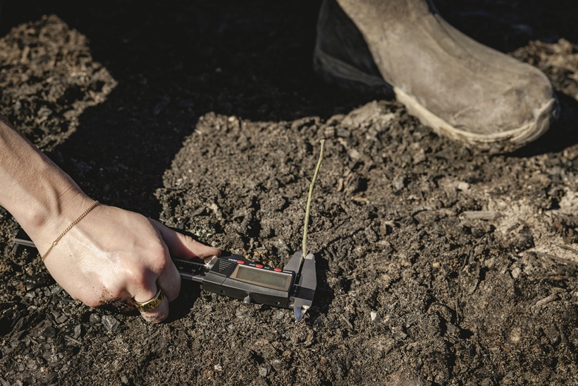 For the first time, genetically modified trees have been planted in a ...