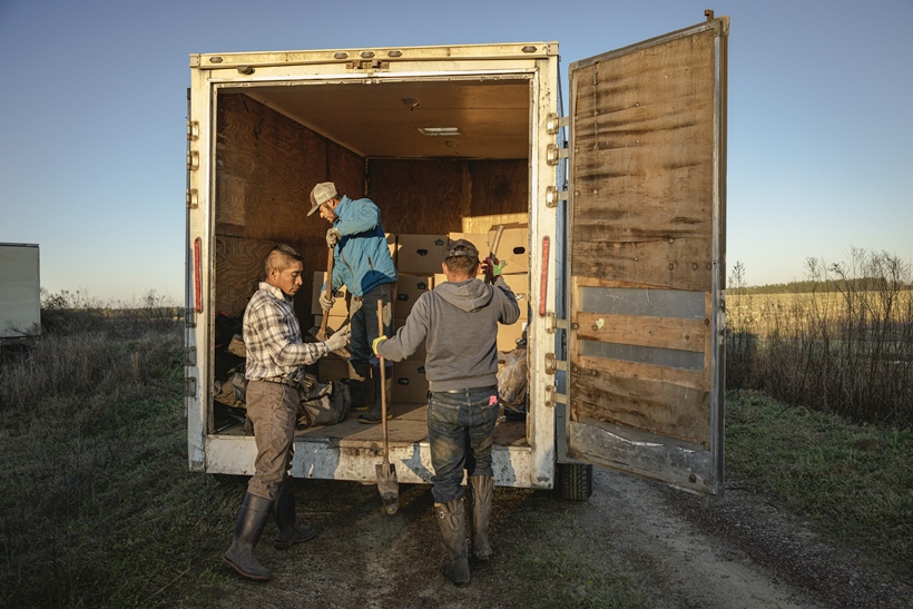 For the first time, genetically modified trees have been planted in a ...