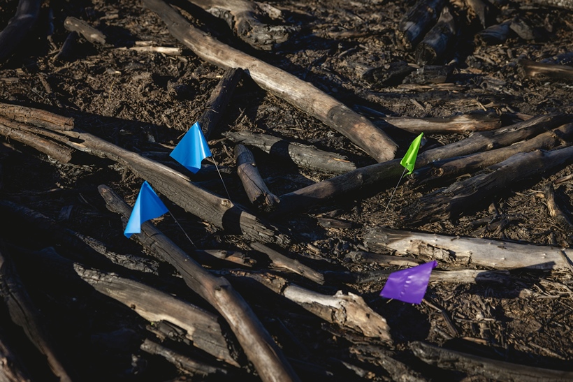 For the first time, genetically modified trees have been planted in a ...