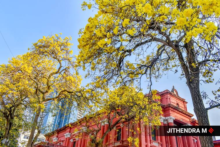 In pictures: Bengaluru witnesses ‘golden shower’ as trumpet trees turn ...