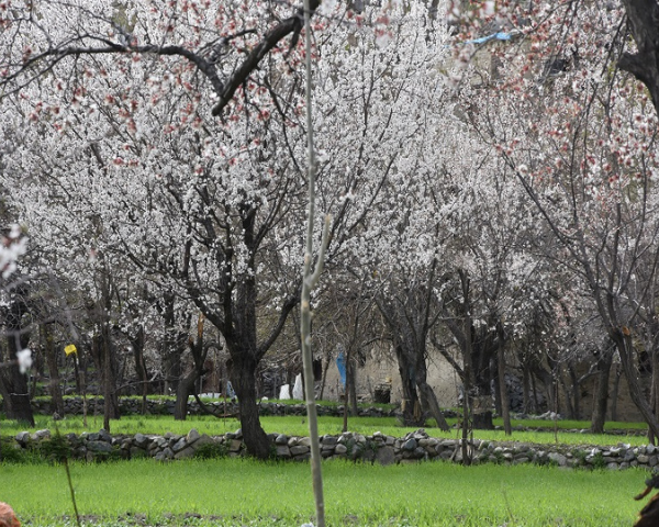 Perfect Spring Getaway: Explore The Magic Of Ladakh's Apricot Blossom ...