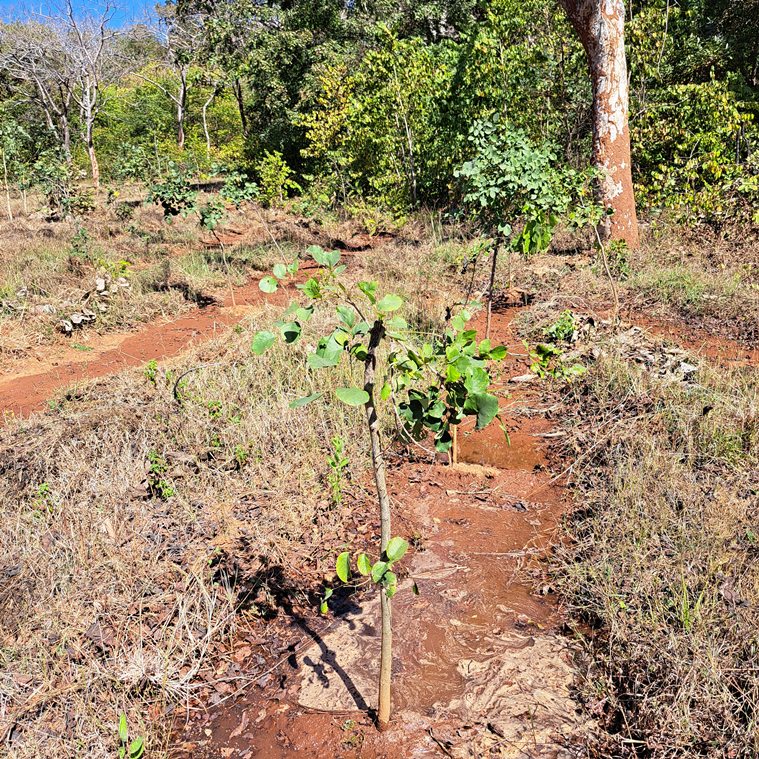 An Express Investigation – Part Four | Compensatory afforestation ...