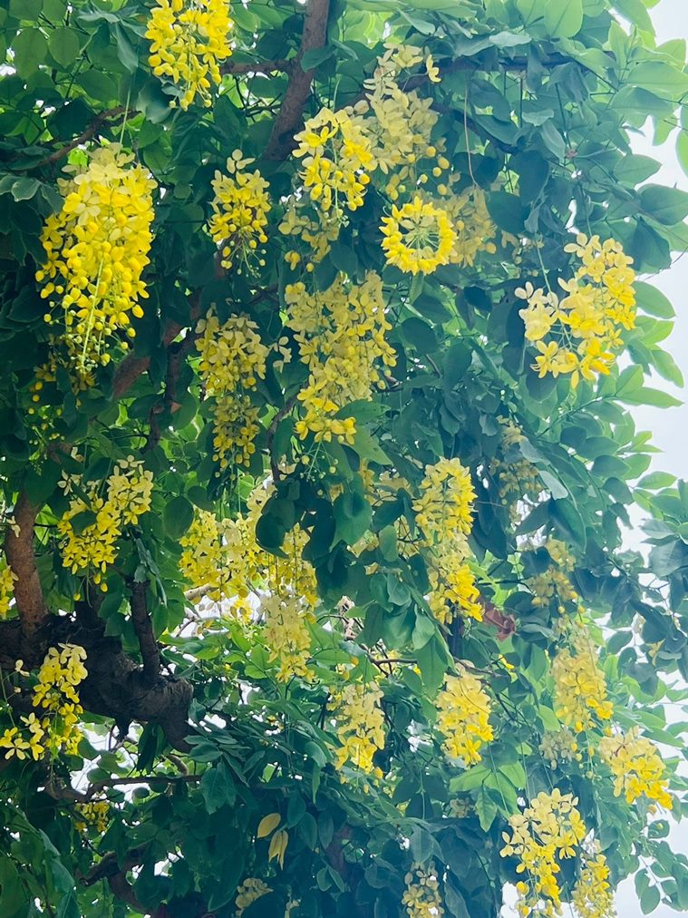 Summer blooms: Of trees and flowers enriching our health and landscape | Life-style News - The ...