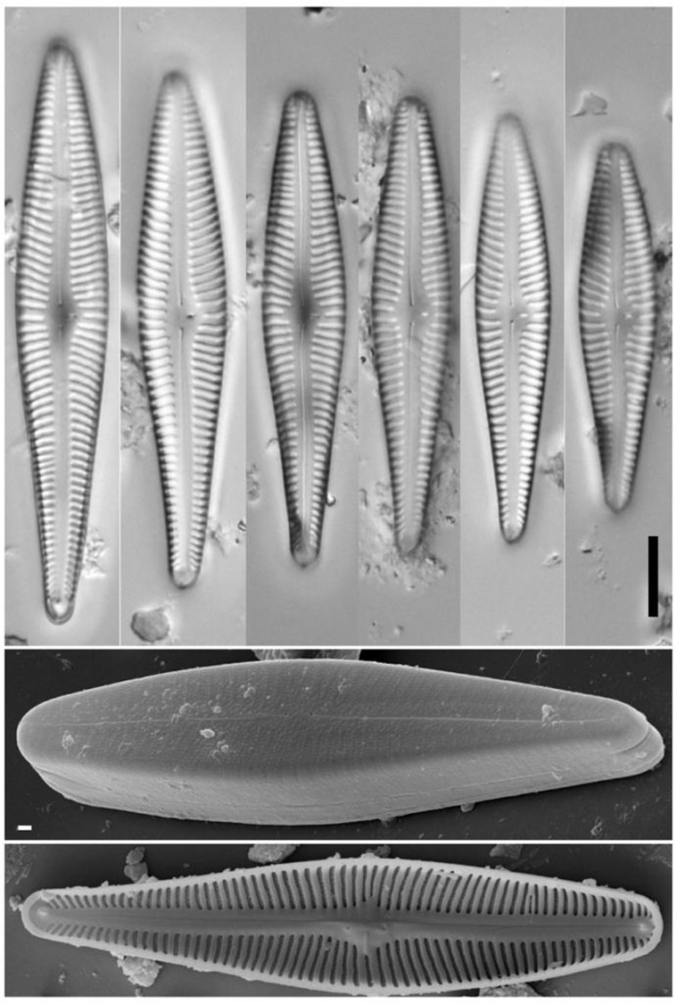 New oxygen-supplying algae species found in Mahabaleshwar, named after ...