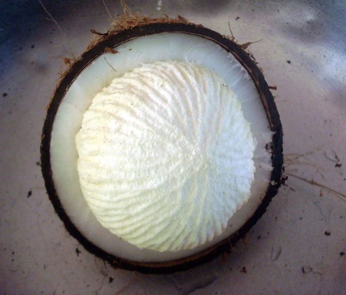 Sprouted coconut: Why you must add ‘nariyal ka ankur’ to your diet ...