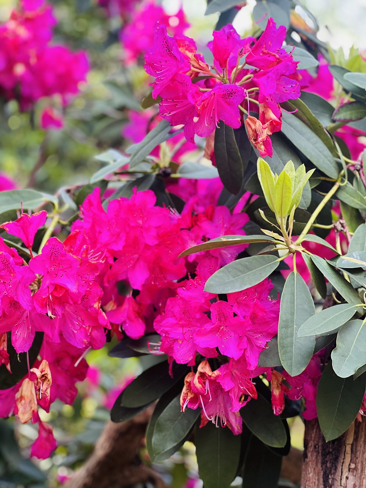 Rhododendron: A floral blend of beauty, flavourful delights, and ...