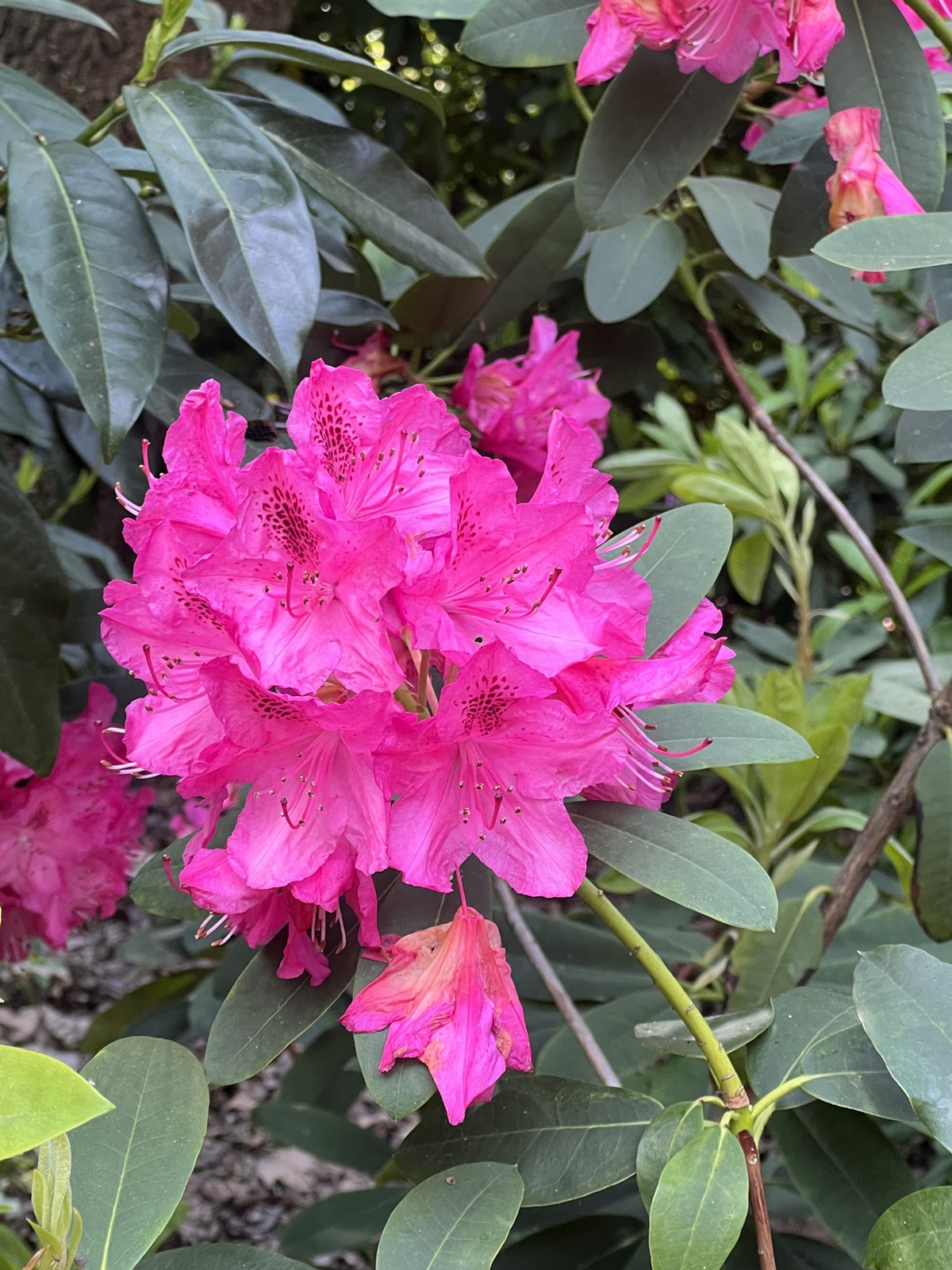 Rhododendron: A floral blend of beauty, flavourful delights, and ...