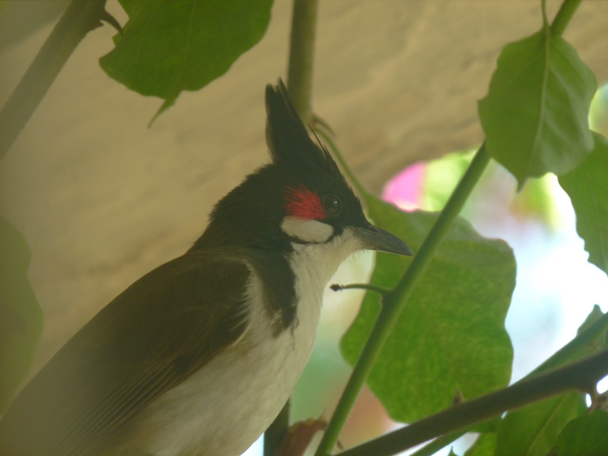 My friendly neighbourhood red-whiskered bulbuls | Eye News - The Indian ...