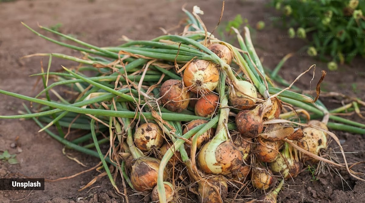 Nutrition alert: Here’s what a 100-gram serving of onions contains ...