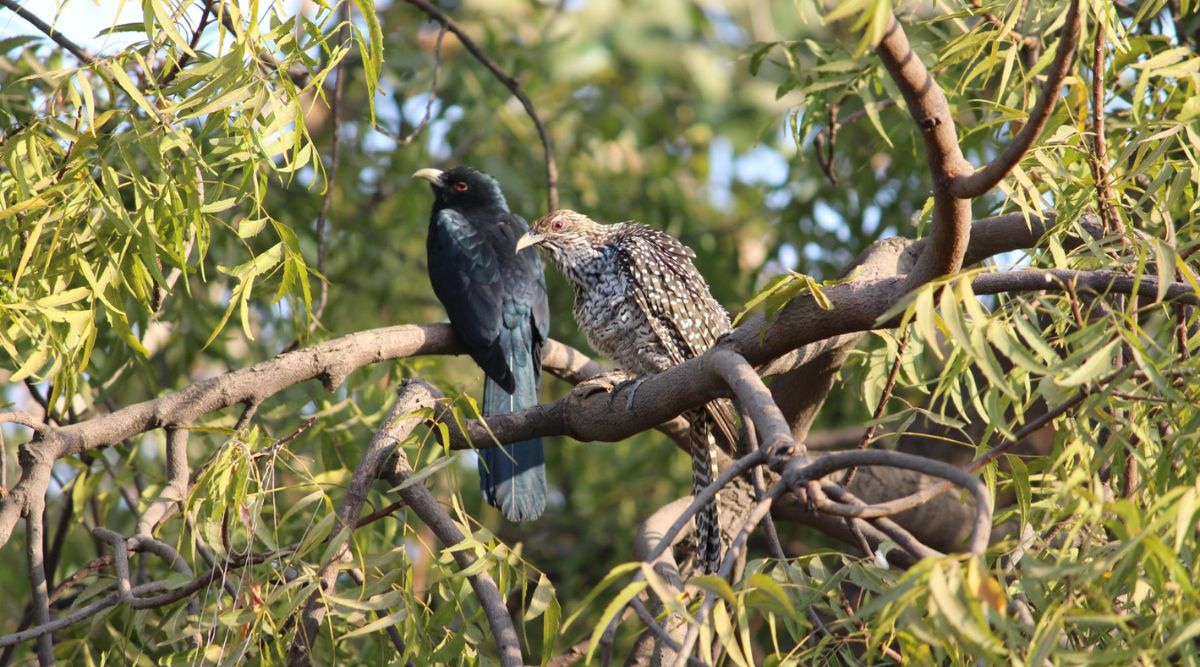 Birds Without Borders: Heard but rarely seen, the Asian koel is a shy ...
