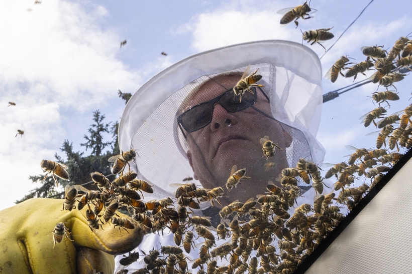 ‘Bee emergency’: How beekeepers got 5 million angry bees off a road in Ontario | World News ...