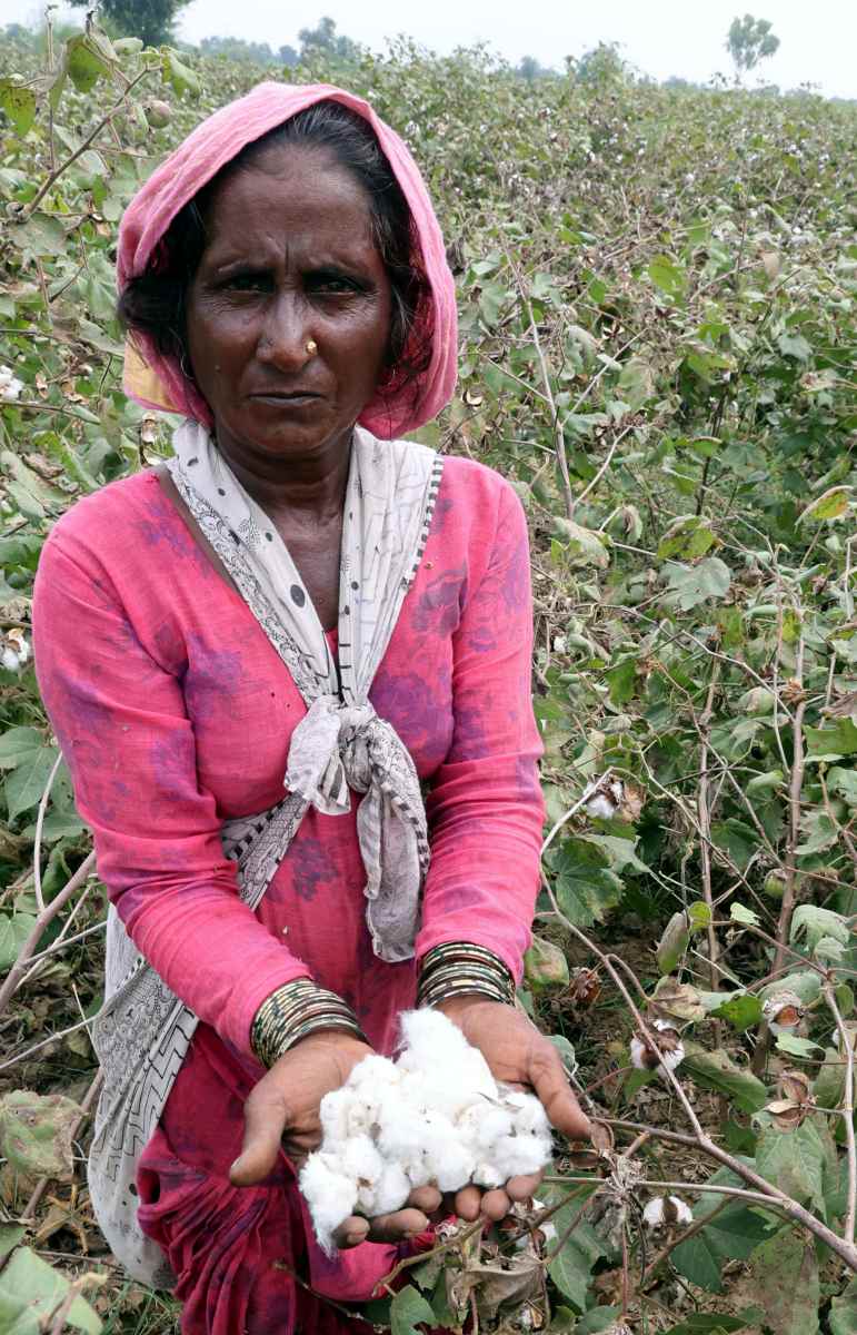 From Rajasthan to Haryana, a pest is wreaking havoc on cotton fields | India News - The Indian ...