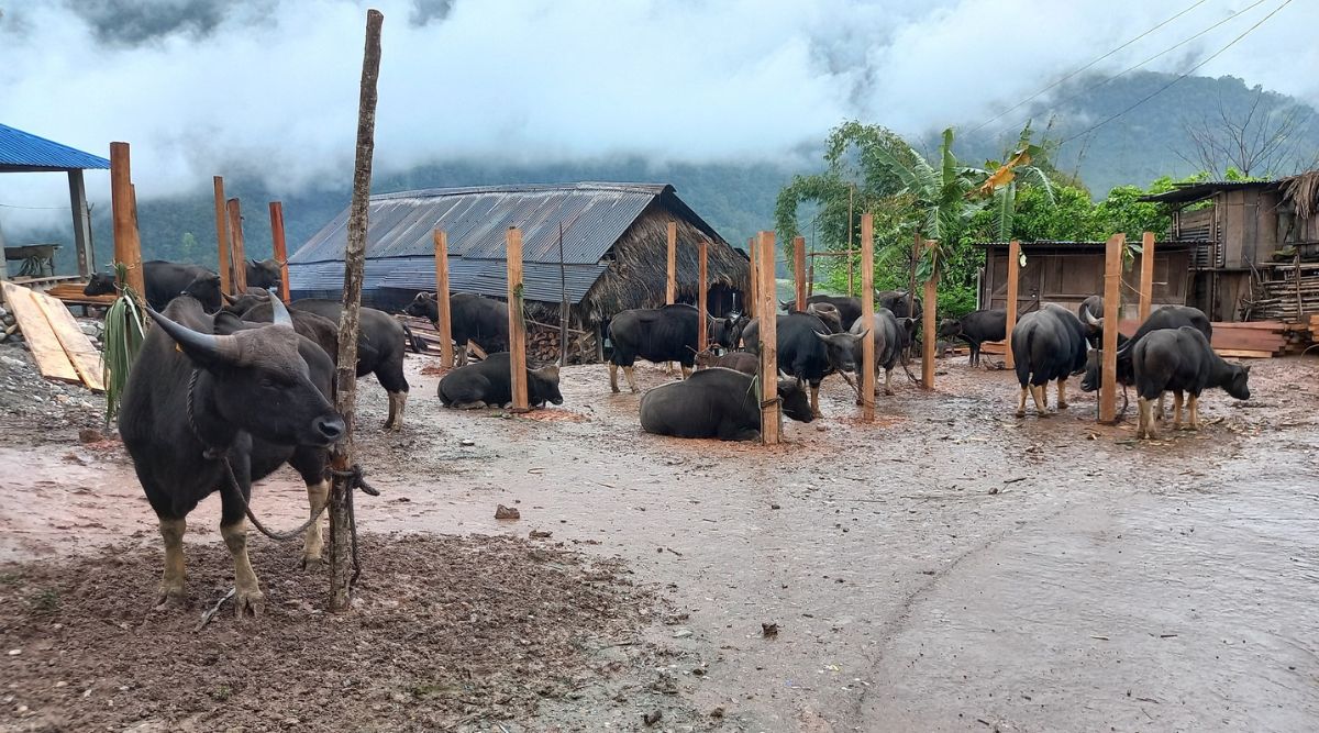 Northeast’s mithun gets ‘food animal’ tag and its meat a leg-up | India ...