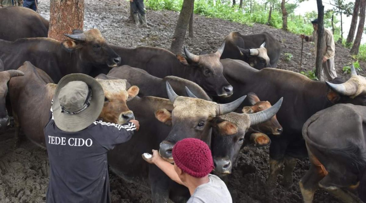 Northeast’s mithun gets ‘food animal’ tag and its meat a leg-up | India ...
