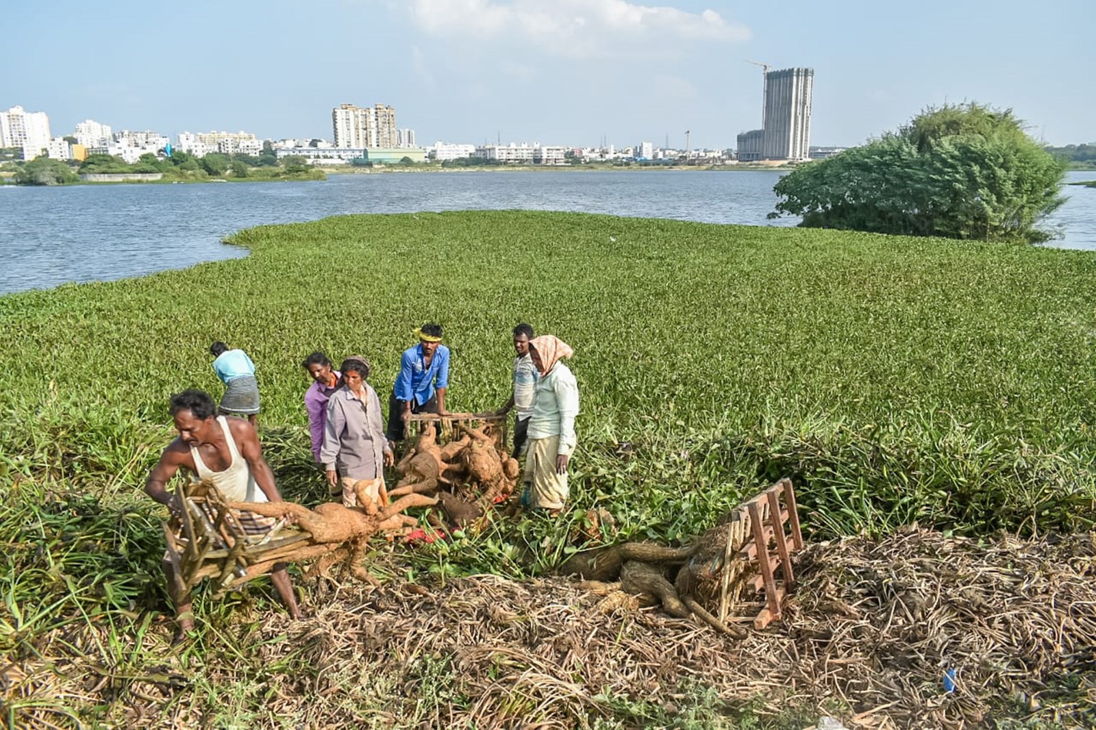 Lakes of Bengaluru: Begur Lake, its fight for existence and a ...