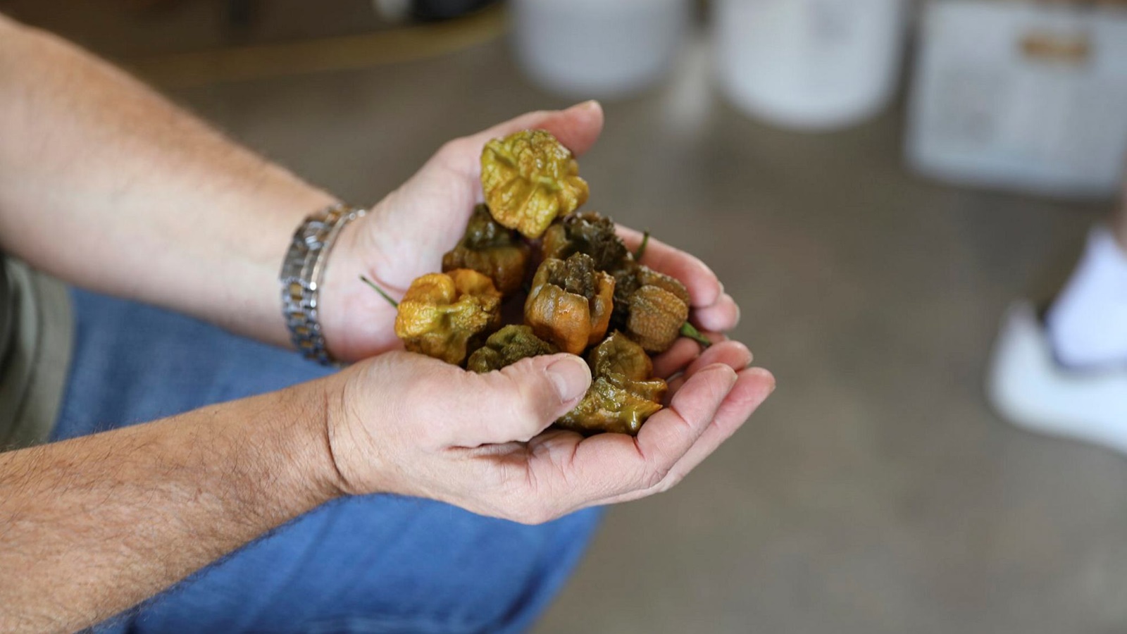 Pepper X is world’s hottest chilli pepper. How is it different from ...