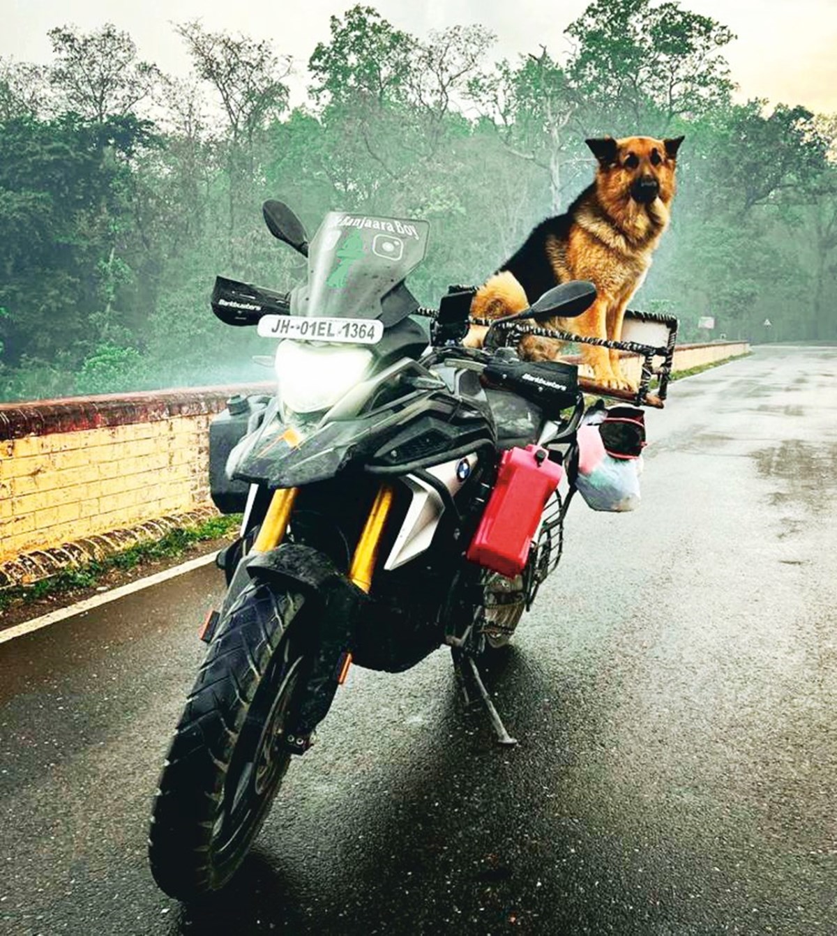 Social media pet influencers rake in money for their human parents ...