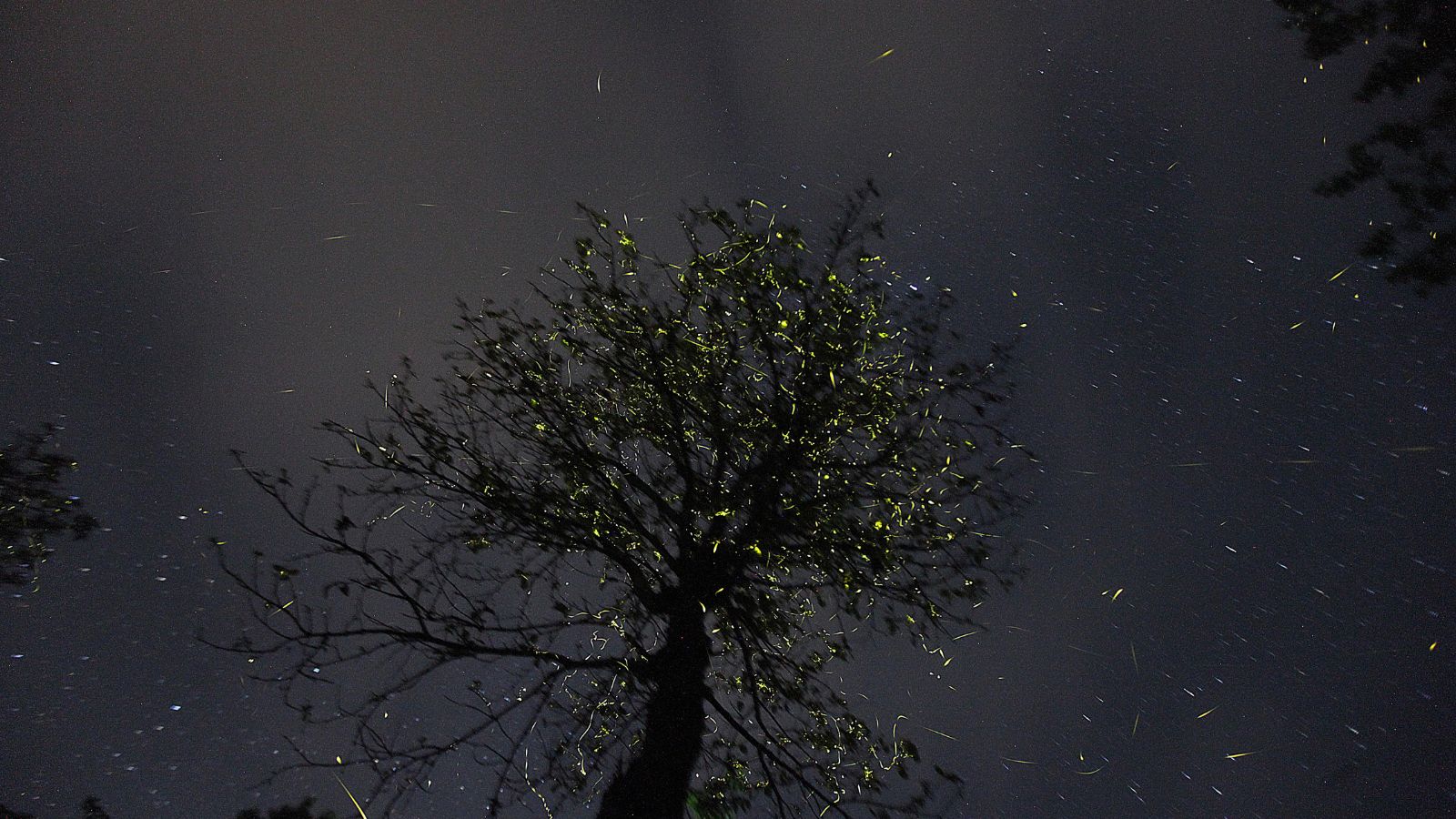 The case of the missing butterflies, fireflies and dragonflies ...