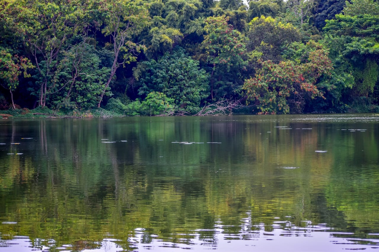 Lakes of Bengaluru: This 1,200-year-old lake is an ideal example of ...