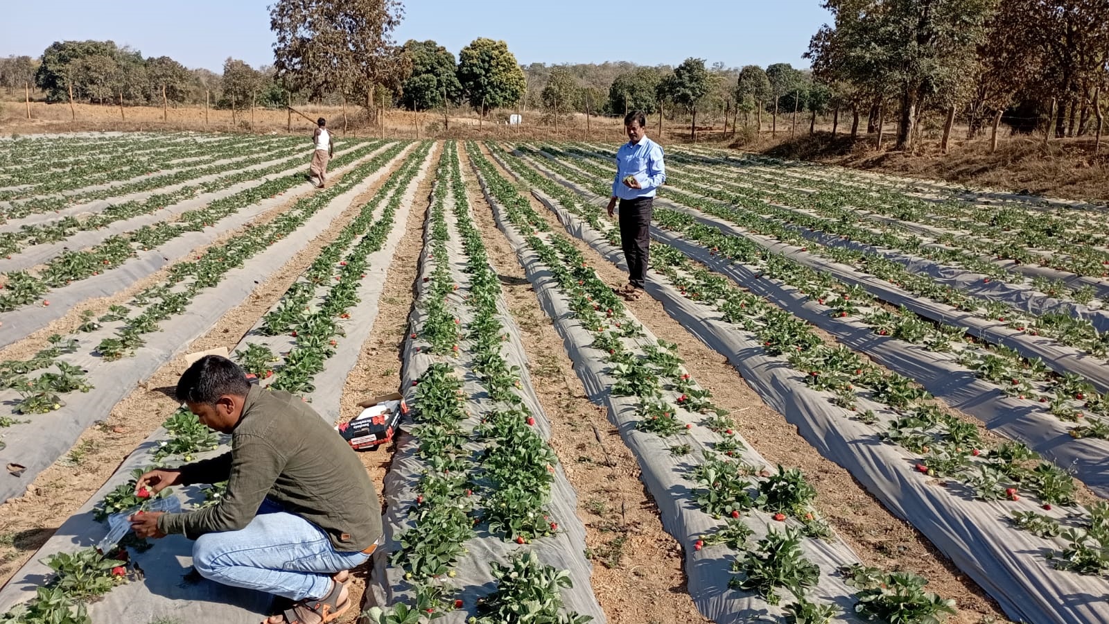A strawberry success story from Odisha | India News - The Indian Express