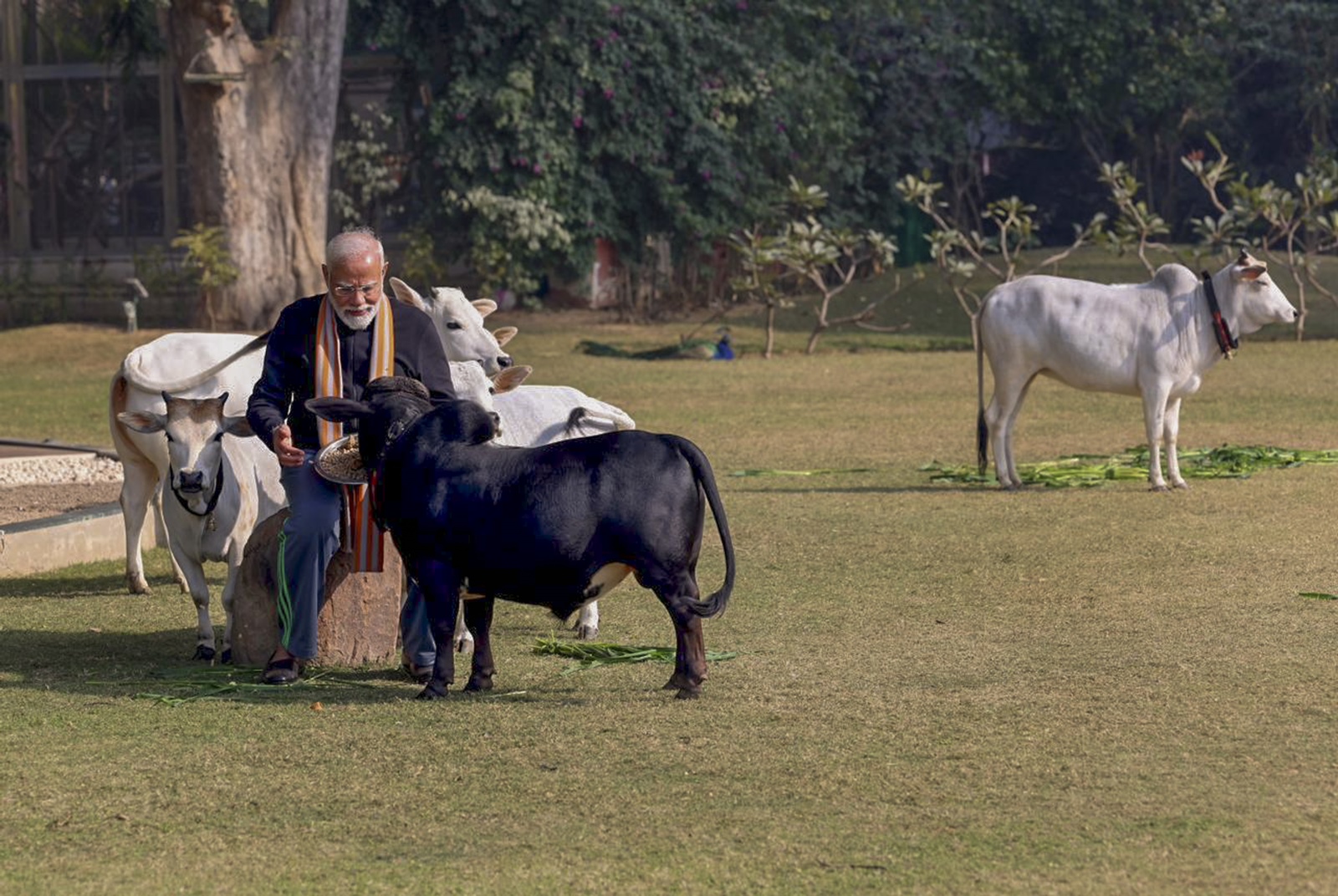 Meet the Punganur, dwarf cows that PM Modi fed on Makar Sankranti ...