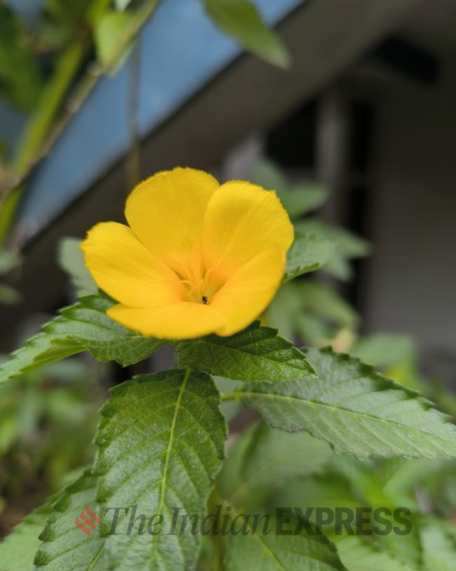 Redmi Note 13 Pro+ first impression