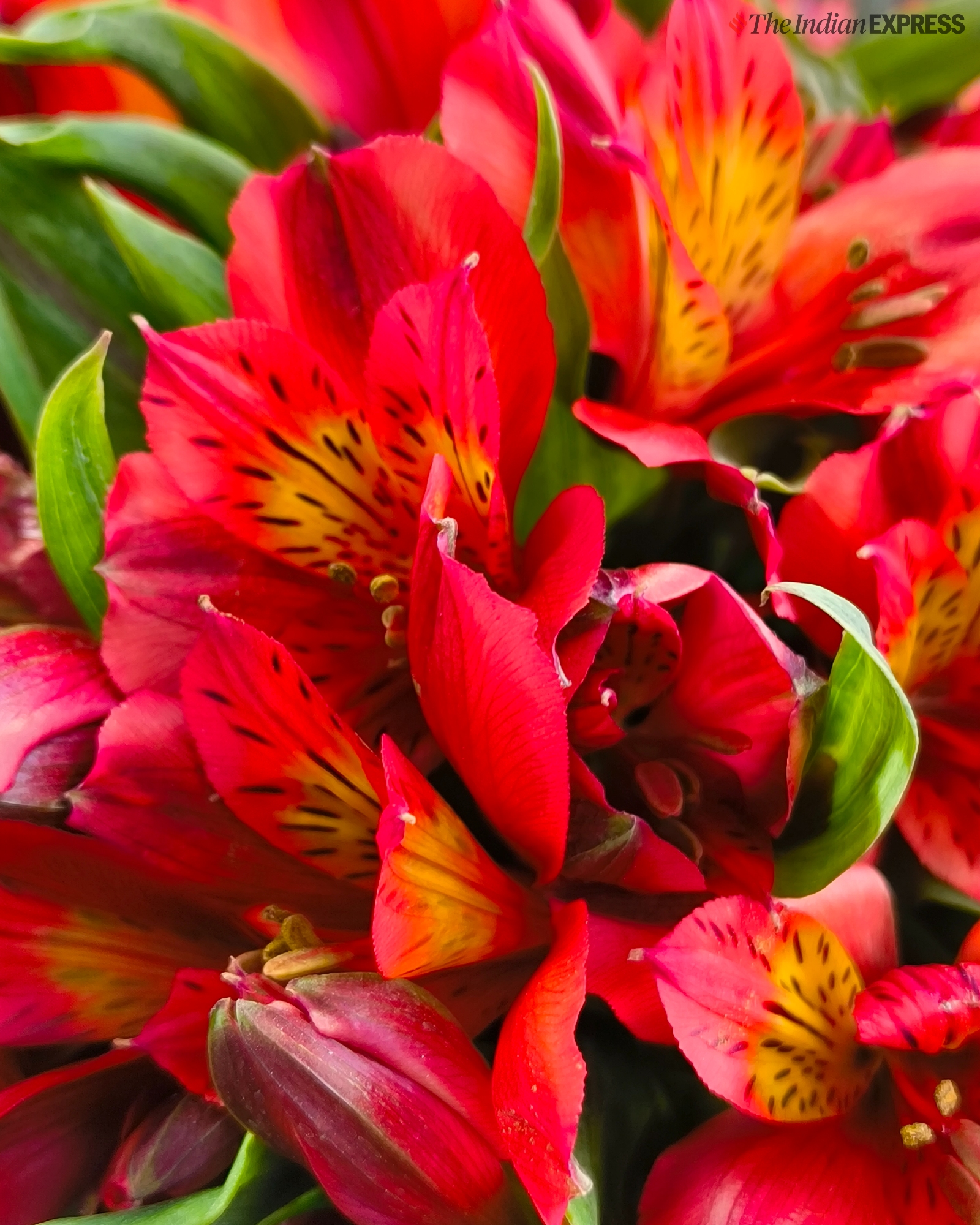 Nothing Phone (2a) review